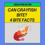 Can Crayfish Bite? (4 Facts About Crayfish) - Aqualife