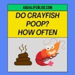 Do Crayfish Poop? What Does Crayfish Poop Look Like? - Aqualife