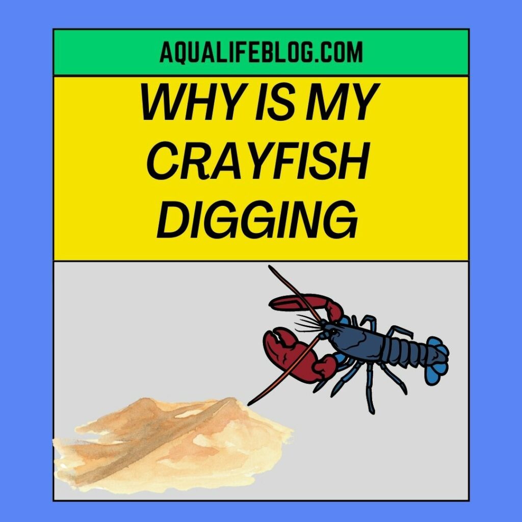 Why Is My Crayfish Digging 4 Reasons Your Crayfish Is Burrowing Aqualife