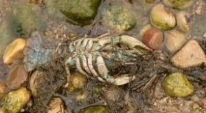 Signs That A Crayfish Is Dying - Aqualife