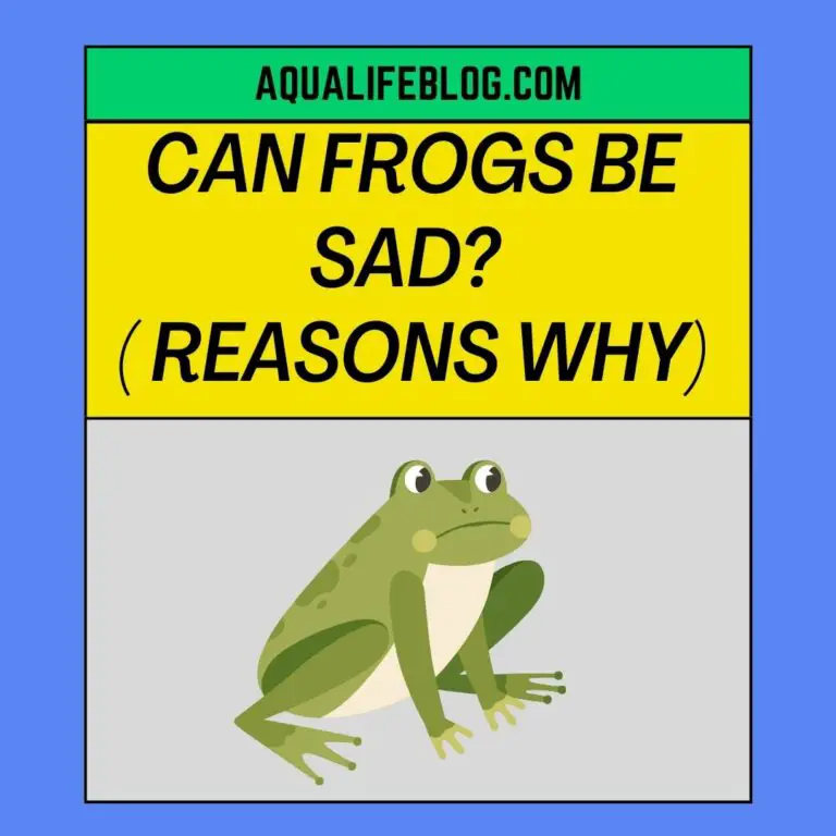 5 Reasons Why Your African Dwarf Frog Is Climbing Out Of Water - Aqualife
